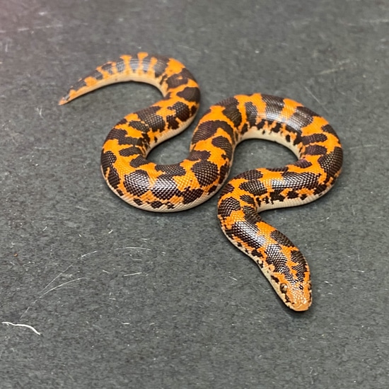 Kenyan Sand Boa (Male - ID: 23GR8M) by Great Basin Serpentarium, LLC