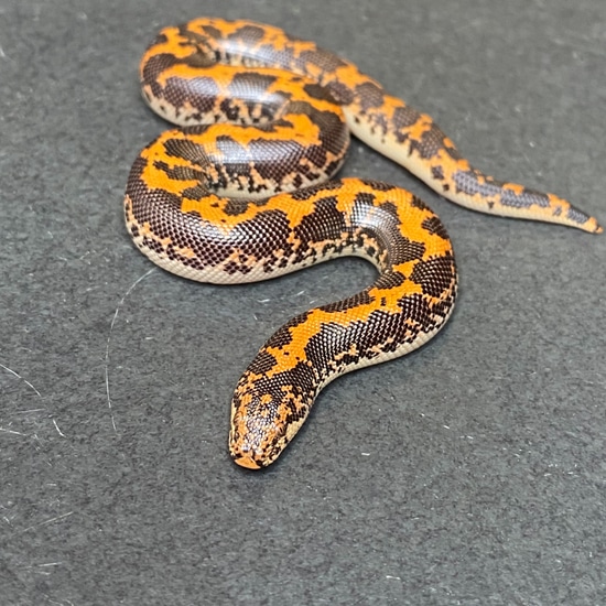 Kenyan Sand Boa (Male - ID: 23GD7M) by Great Basin Serpentarium, LLC