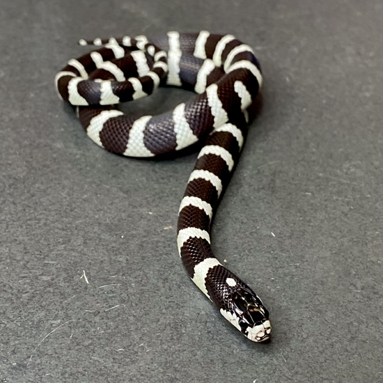 Banded California Kingsnake (Female ID: 23CT6F) by Great Basin ...
