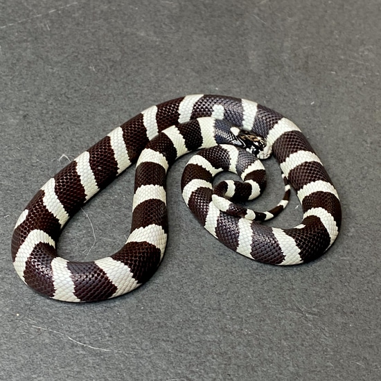 Banded California Kingsnake (Female ID: 23CT5F) by Great Basin ...