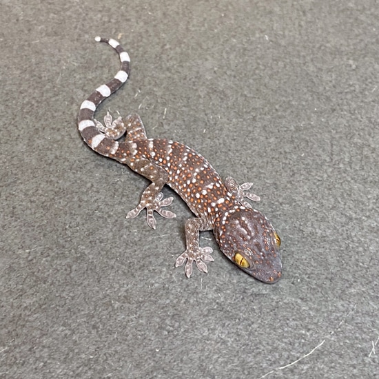 Tokay Gecko (Captive Bred ID: 23IY1) - From Green Patternless Sire by ...