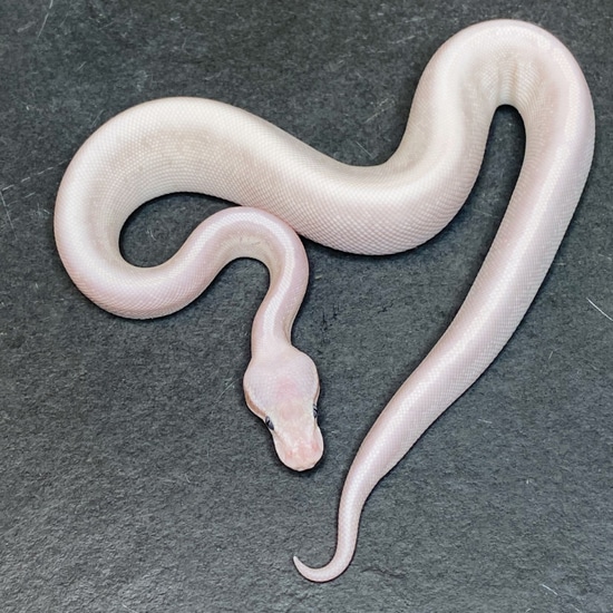 Blue Eyed Leucistic (Super Mojave?) Ball Python (Male - ID: 23FI6M) by ...