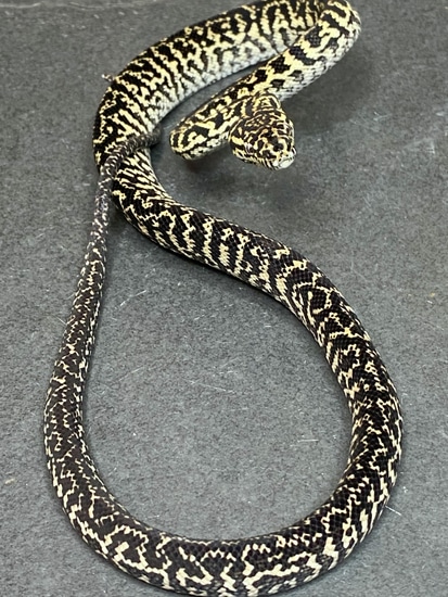 Zebra Jungle Carpet Python (Male - ID: 23EI9M) by Great Basin ...