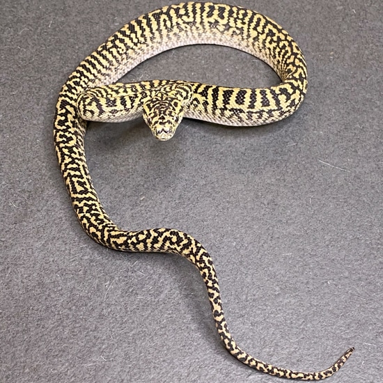 Zebra Jungle Carpet Python (Female ID: 23EC5F) by Great Basin ...