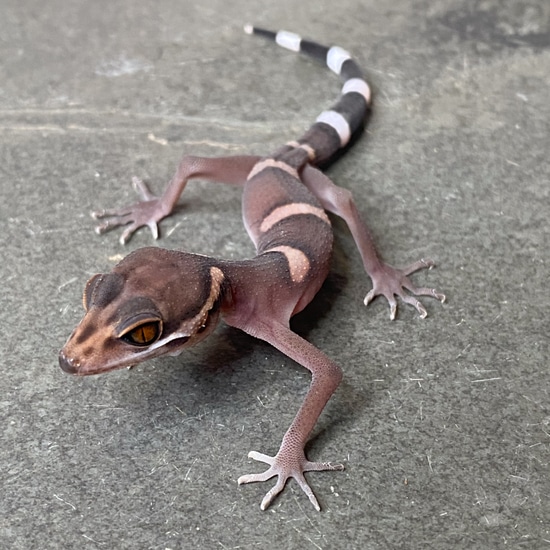 Vietnamese Cave Gecko- Goniurosaurus Araneus - (ID: 23GJ2) by Great ...