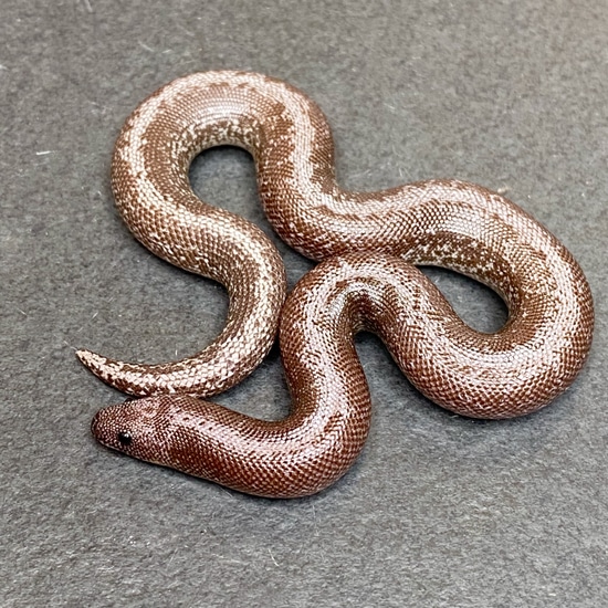 Striped Anery Kenyan Sand Boa (Male - ID: 23GQ15M) by Great Basin ...