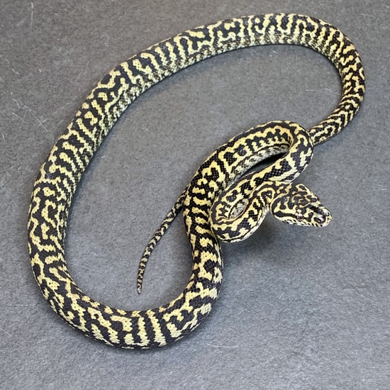 Zebra Jungle Carpet Python (Male - ID: 23EI3M) by Great Basin ...