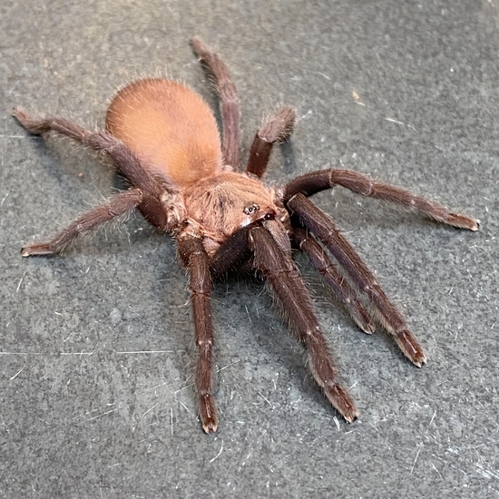 10 Lot Spiderlings: Orphnaecus Sp. Quezon Blue - Quezon Blue Earth ...