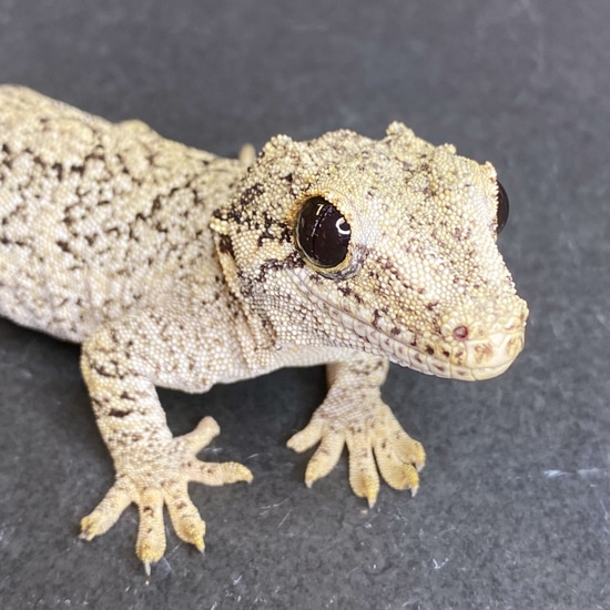 Phantom Eyed Gargoyle Gecko Male (ID: 19AK3M) by Great Basin ...