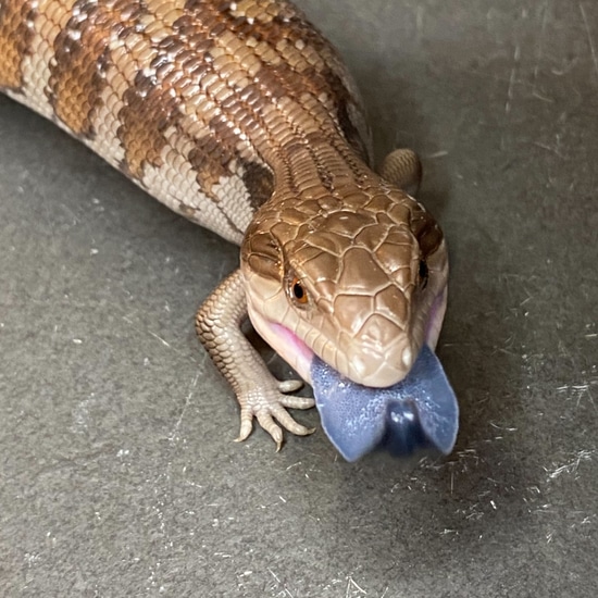Eastern Blue Tongue Skink (ID: 24BI2) - Tiliqua Scincoides Scincoides ...