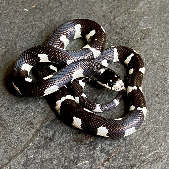 Aberrant California Kingsnake (Female ID: 24EO12F) by Great Basin ...