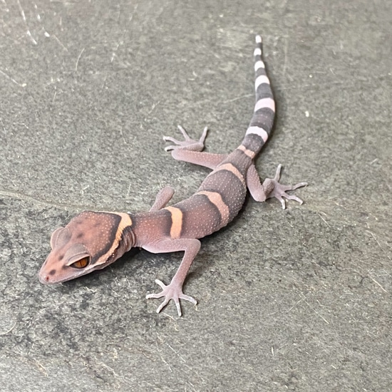 Vietnamese Cave Gecko (ID: 24CZ2) by Great Basin Serpentarium, LLC