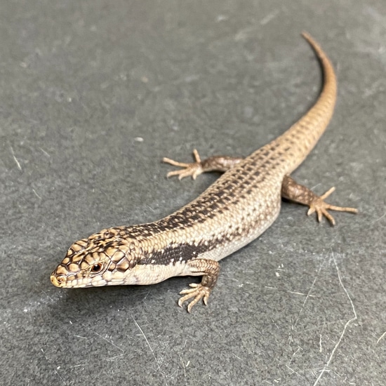 Striped Tree Skink (Egernia Striolata ID: (ID: 24CJ2) More Skink by ...