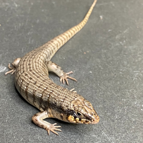 Kenya Zebra Skink (ID: 24Y4) More Skink by Great Basin Serpentarium, LLC