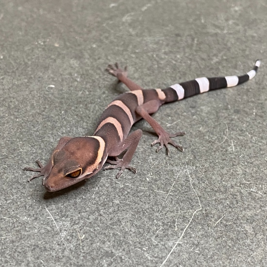 Vietnamese Cave Gecko (Goniurosaurus Araneus - ID: 24GD1) by Great ...