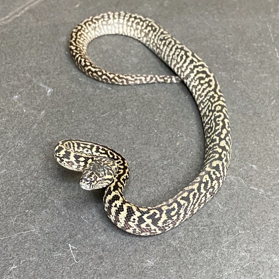 Zebra Jungle Carpet Python (Female - ID: 24FI5F) by Great Basin ...