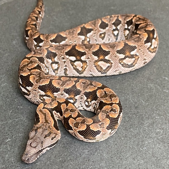 Dumeril's Boa (Male ID: 24IN8M) by Great Basin Serpentarium, LLC