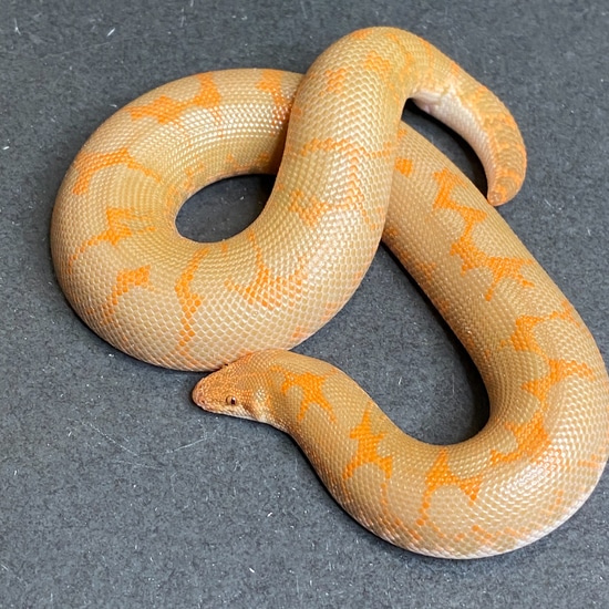 Albino Het. Snow Sand Boa - Male- ID:22PS1M Kenyan Sand Boa by Great ...