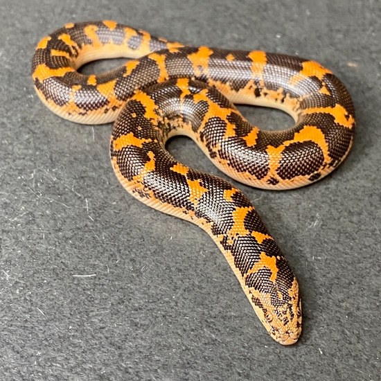 Kenyan Sand Boa (Male - ID: 24IG11M) by Great Basin Serpentarium, LLC
