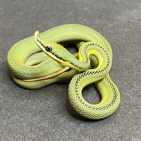Baron's Racer (Male ID: 24JG12M) Other Rat Snake by Great Basin ...