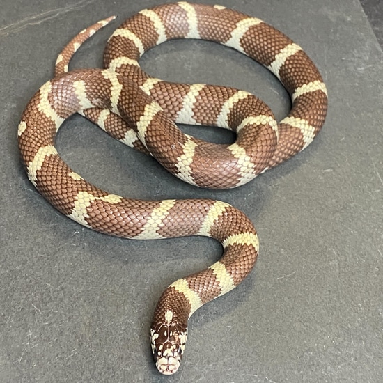 Banded California Kingsnake (Female ID: 17AJ1F) by Great Basin ...