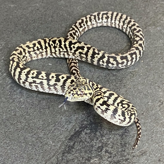 Zebra Jungle Carpet Python (Male - ID: 24FI11M) by Great Basin ...