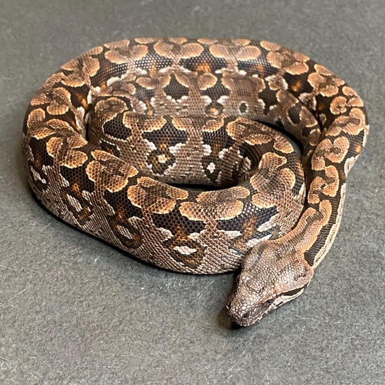Dumeril's Boa (Male ID: 24IN6M) by Great Basin Serpentarium, LLC