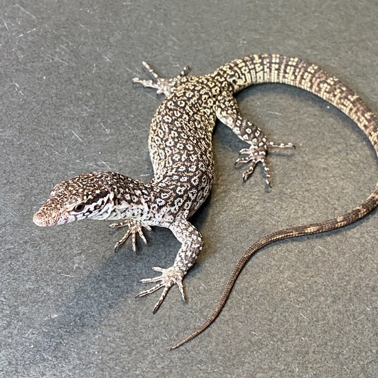 Captive Bred Blue Spot Timor Monitors (Varanus Auffenbergi ID: 24AJ5 ...