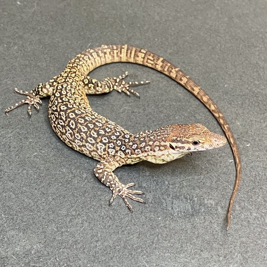 Captive Bred Blue Spot Timor Monitors (Varanus Auffenbergi ID: 24AJ3 ...