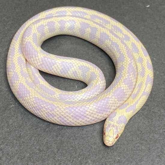 Albino Aberrant California Kingsnake (Female ID: 21JA1F) by Great Basin ...