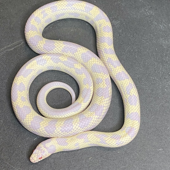 Albino Aberrant California Kingsnake (Male ID: 20AX1M) by Great Basin ...