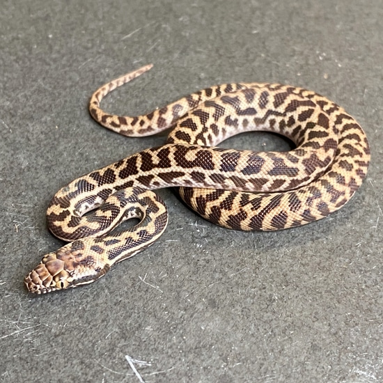 Western (Wheatbelt) Stimson's Python (Male ID: 24HT4M) by Great Basin ...