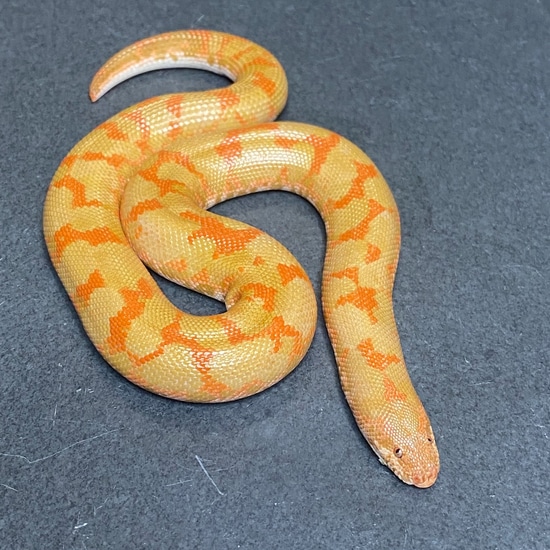 Albino Kenyan Sand Boa (Adult Male - ID: 16AC1M) by Great Basin ...