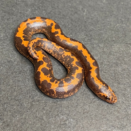 Kenyan Sand Boa (Male - ID: 24IU4M) by Great Basin Serpentarium, LLC