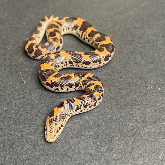 Kenyan Sand Boa (Male - ID: 24IK8M) by Great Basin Serpentarium, LLC