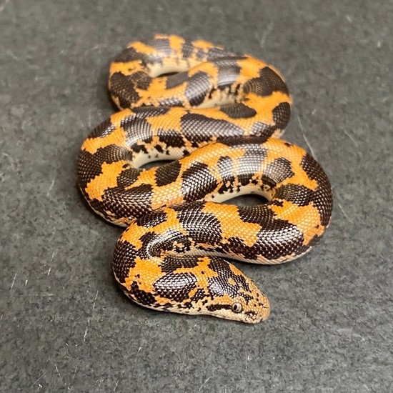 Kenyan Sand Boa (Male - ID: 24IK17M) by Great Basin Serpentarium, LLC