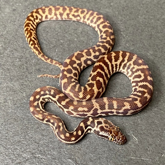 Western (Wheatbelt) Stimson's Python (Female ID: 24HT7F) by Great Basin ...