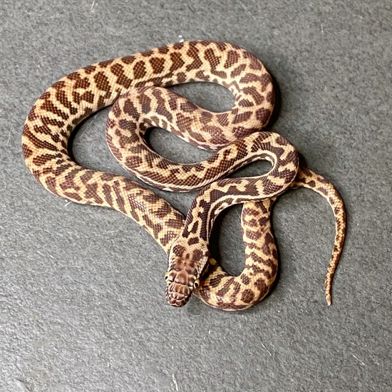 Western (Wheatbelt) Stimson's Python (Male ID: 24HT4M) by Great Basin ...