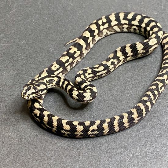 Jungle Carpet Python (Female - ID: 24FI10F) by Great Basin Serpentarium ...