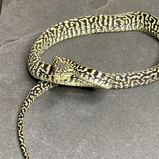 Zebra Jungle Carpet Python (Female - ID: 24FI5F) by Great Basin ...
