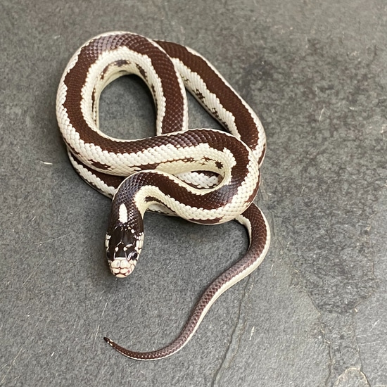 5 Lot Cal Kings - Various Morphs California Kingsnake by Great Basin ...