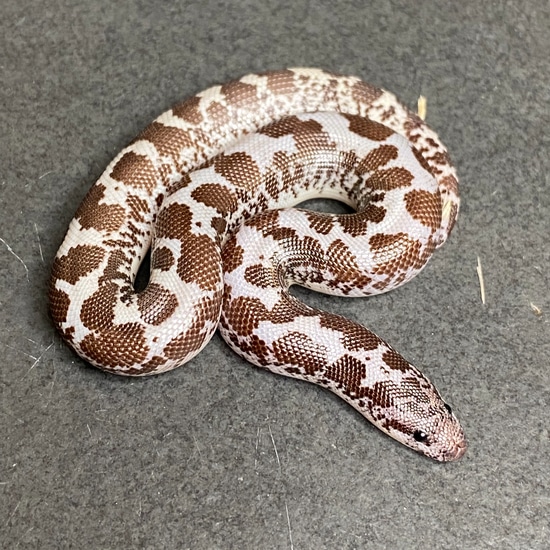 Anery Kenyan Sand Boa (Male - ID: 24JI12M) by Great Basin Serpentarium, LLC