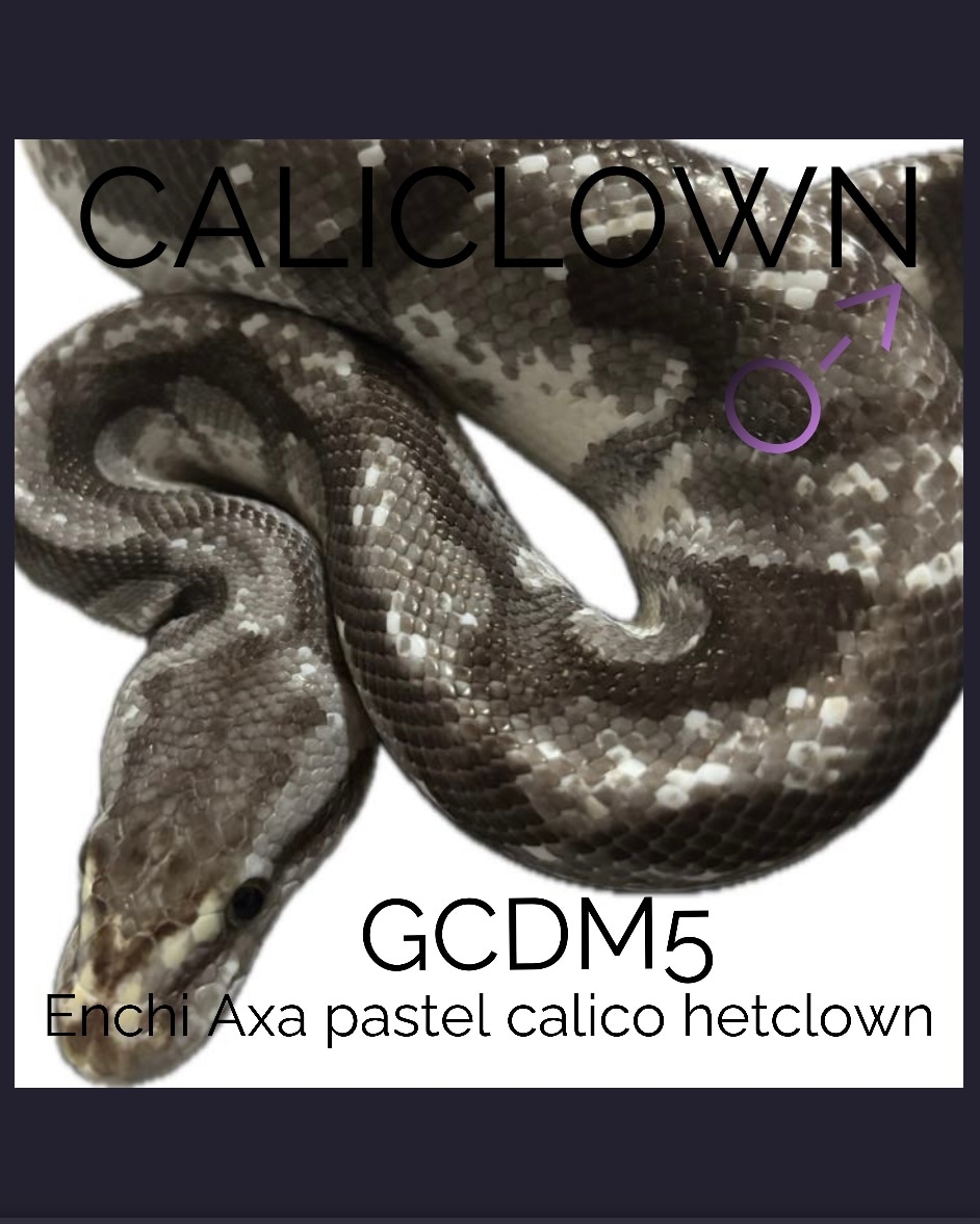 GCDReptiles's Collection - MorphMarket