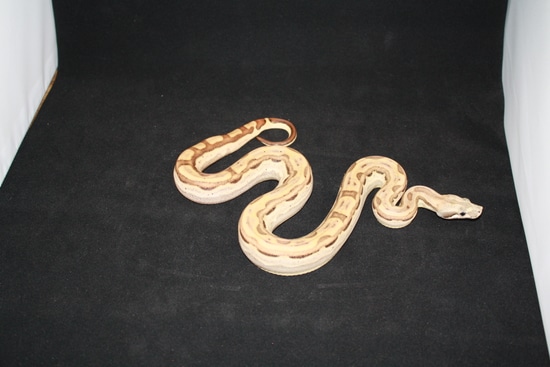 Hypo Motley Arabesque (Het Khal) True Red-Tailed Boa Constrictor by GRC ...