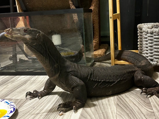 Black Dragon Water Monitor by GC reptiles