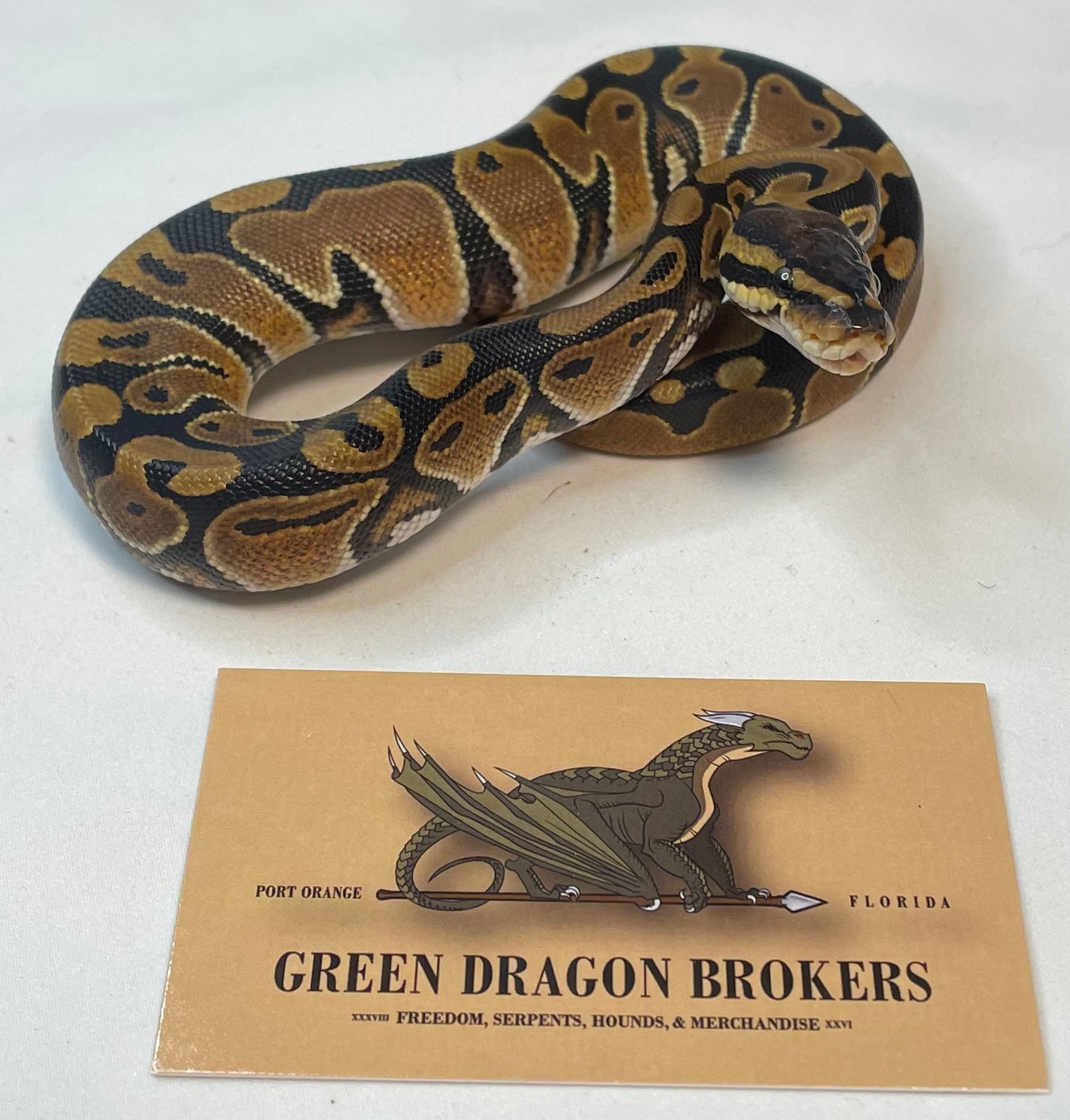 Wild Type Ball Python by Green Dragon Brokers - MorphMarket