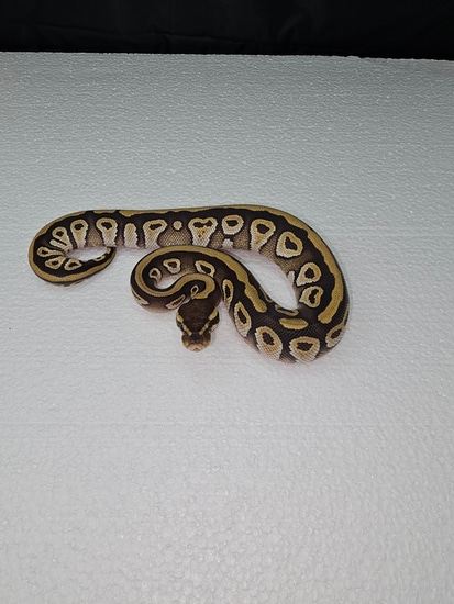 Lori, Het Clown Ball Python by Green Dragon Brokers