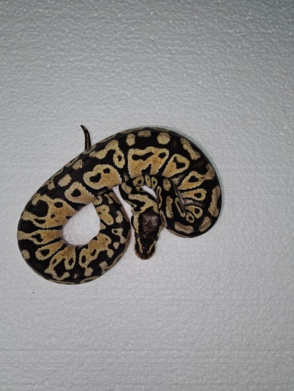 Lori, Pastel, Het Clown Ball Python by Green Dragon Brokers