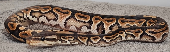 Het Clown 50% DH Sunset/Albino Ball Python by Green Dragon Brokers