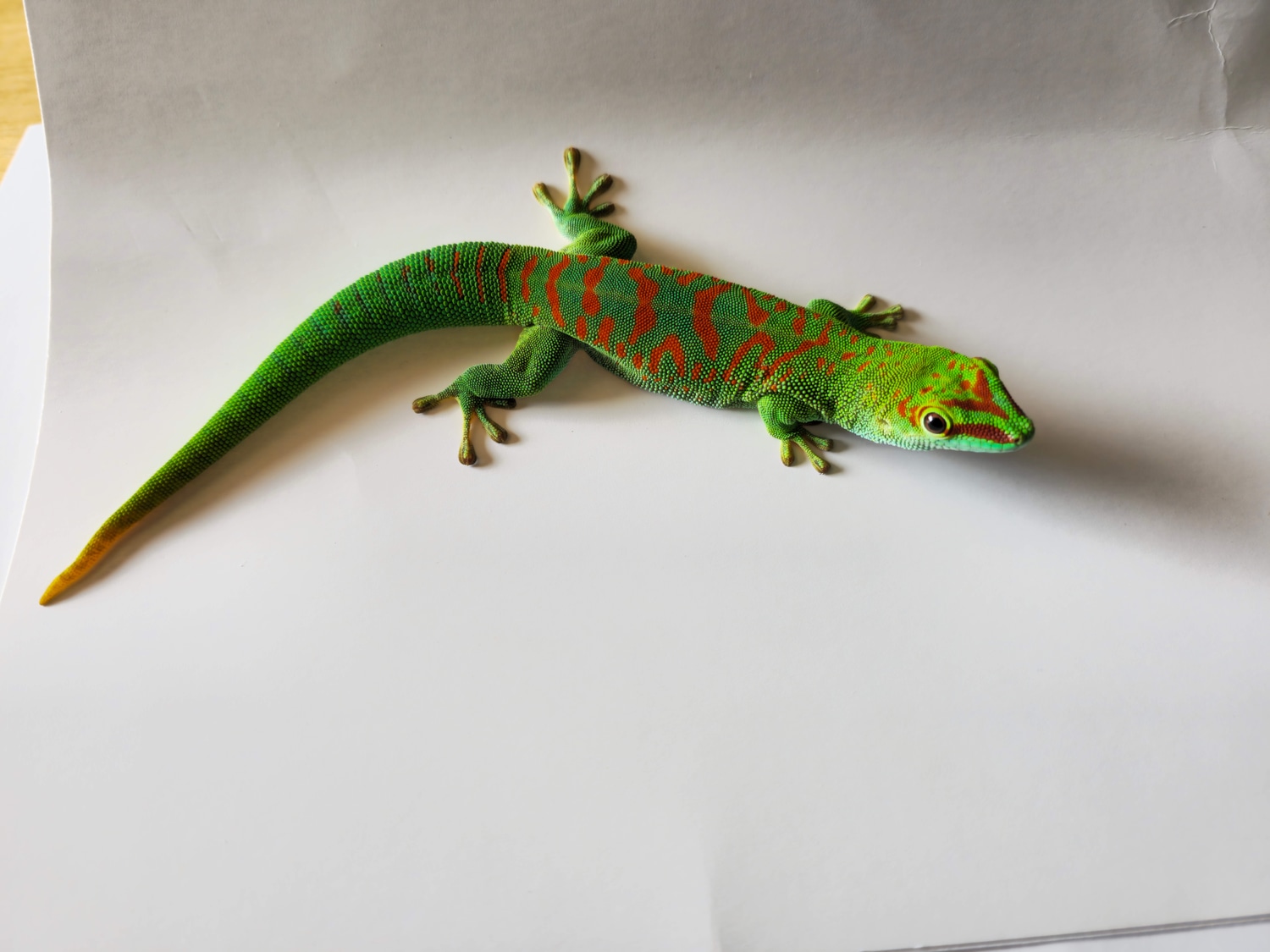 Crimson Giant Day Day Gecko by GDgeckOnline - MorphMarket
